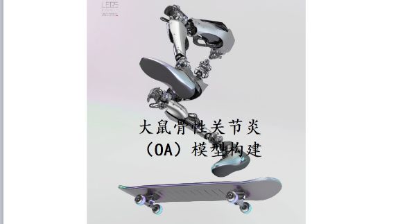大鼠骨性关节炎(OA)/退行性关节炎动物模型构建#生命科学 #科研