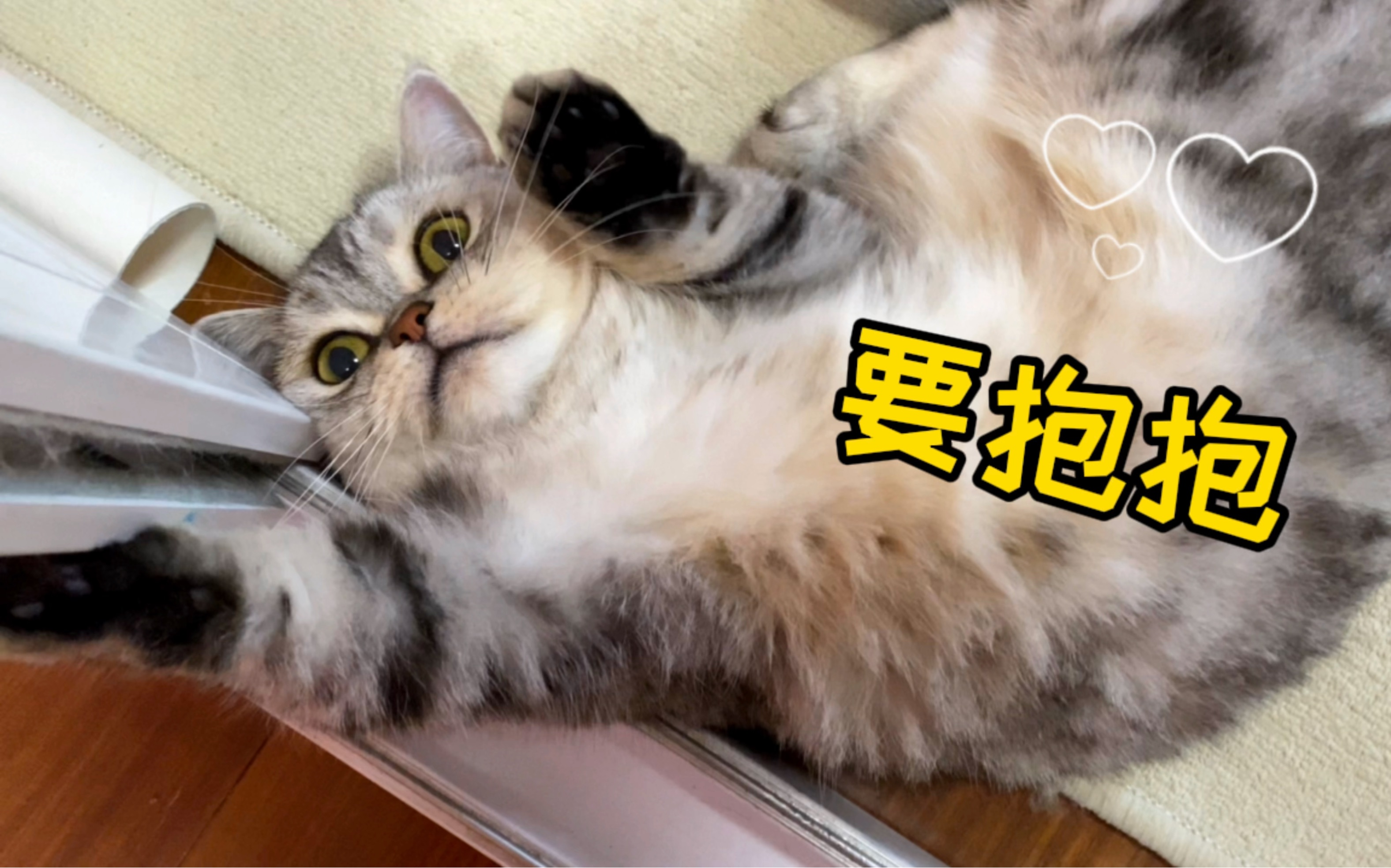 小母猫都这么会撒娇吗?一见主人就翻肚皮,哼哼唧唧求抱抱呀?