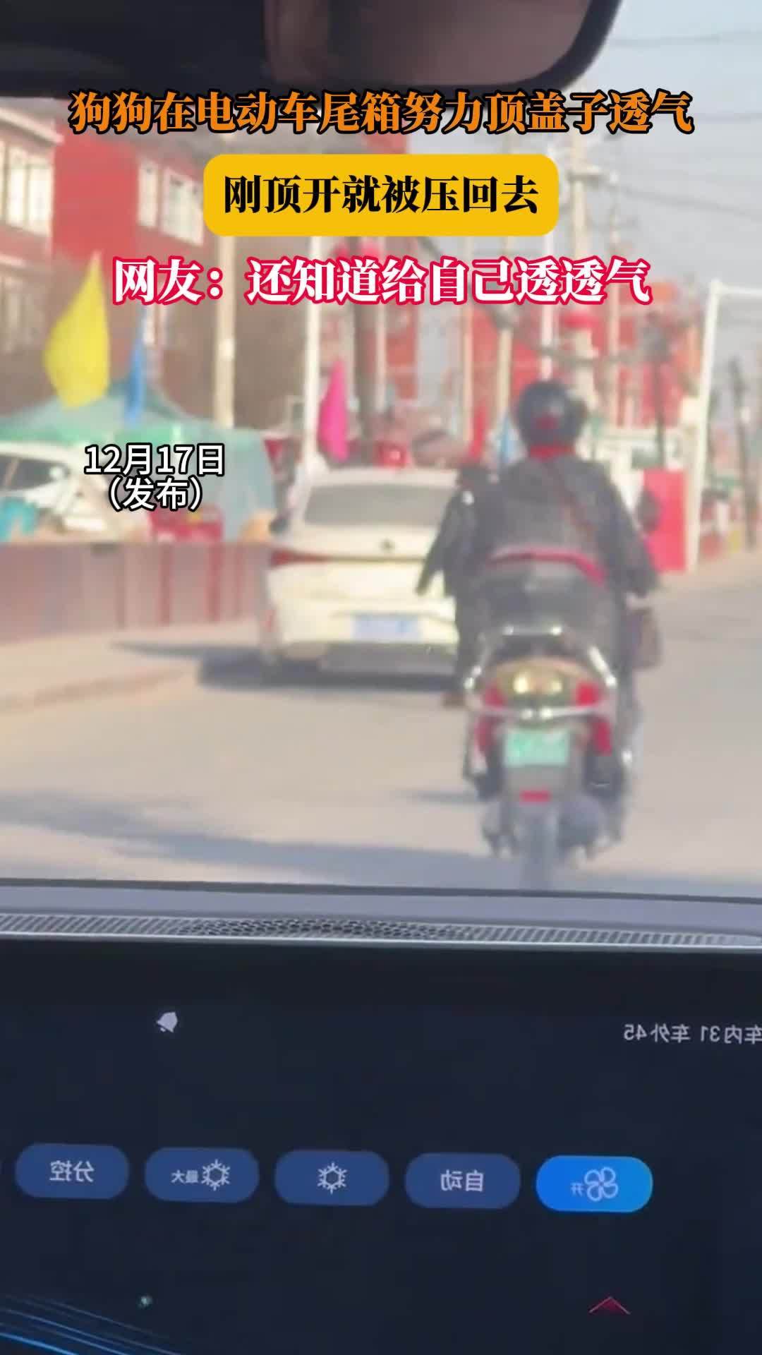 狗狗在电动车尾箱努力顶盖子透气,刚顶开就被压回去