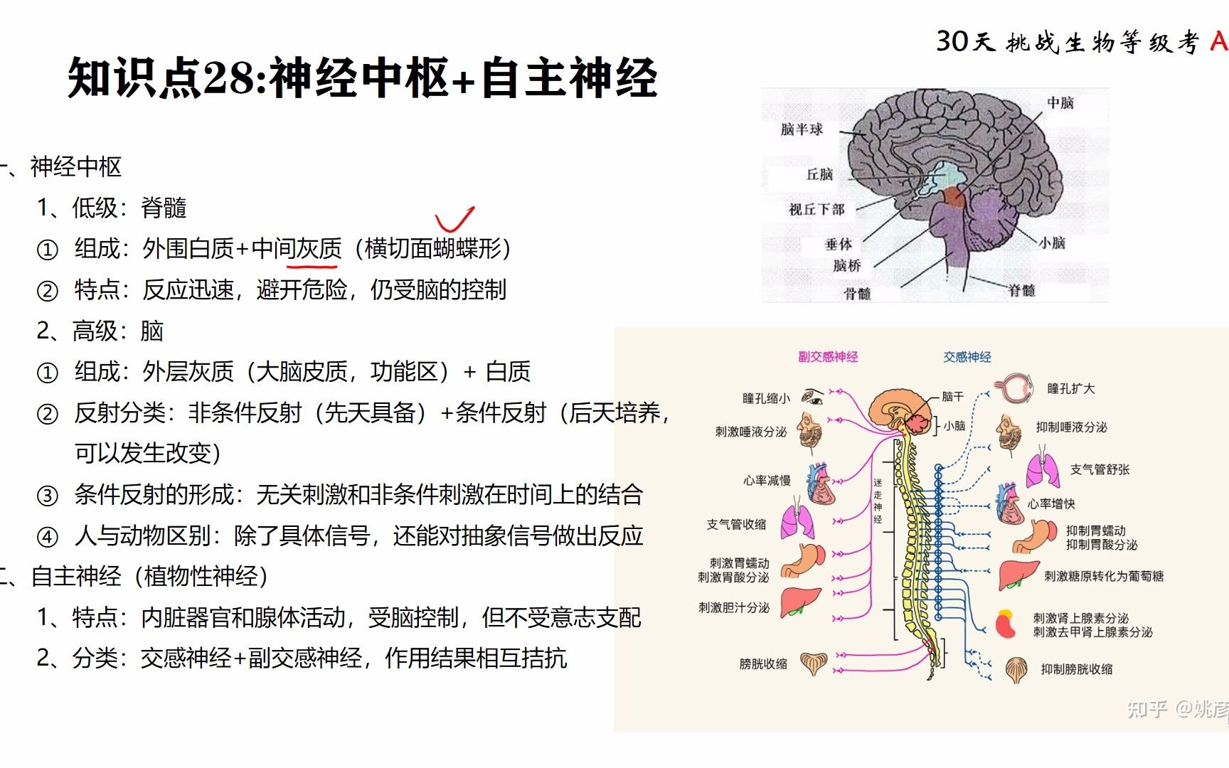 等级考 知识点28 神经中枢+自主神经相关知识点