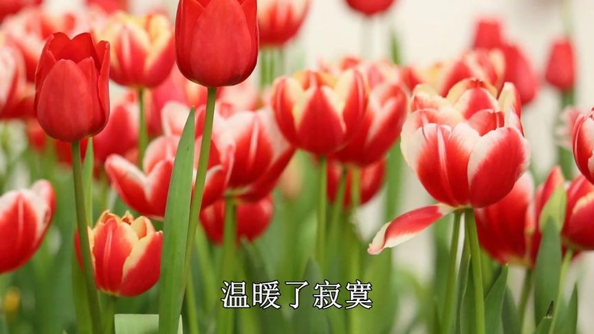 凤凰传奇唱的这首《自由飞翔》,歌词扎心了!