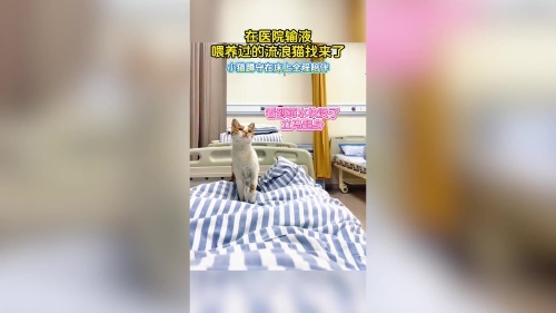 破烂世界,喵星人的缝补大作战!