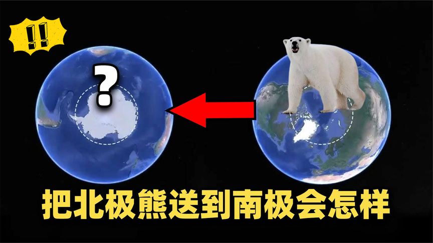 为什么南极没有北极熊?如果把北极熊送到南极,会怎么样?