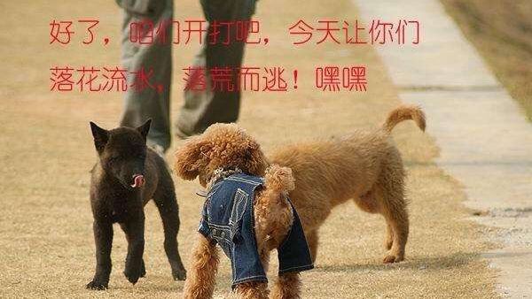 实拍两只狗狗打架,场面激烈,镜头拍下搞笑一幕