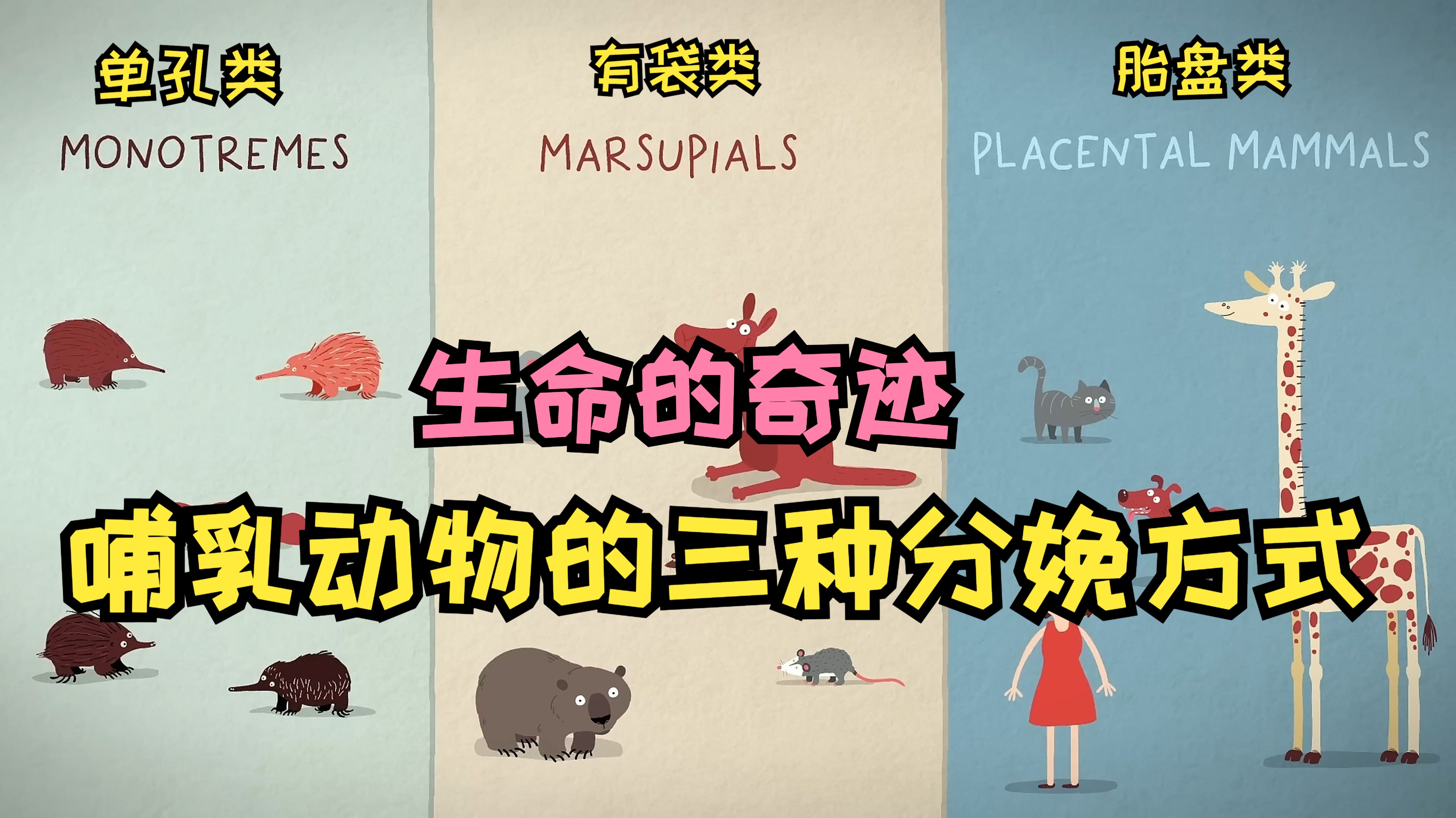 哺乳动物三种不同的分娩(生育)方式-带你领略生命的奇迹~