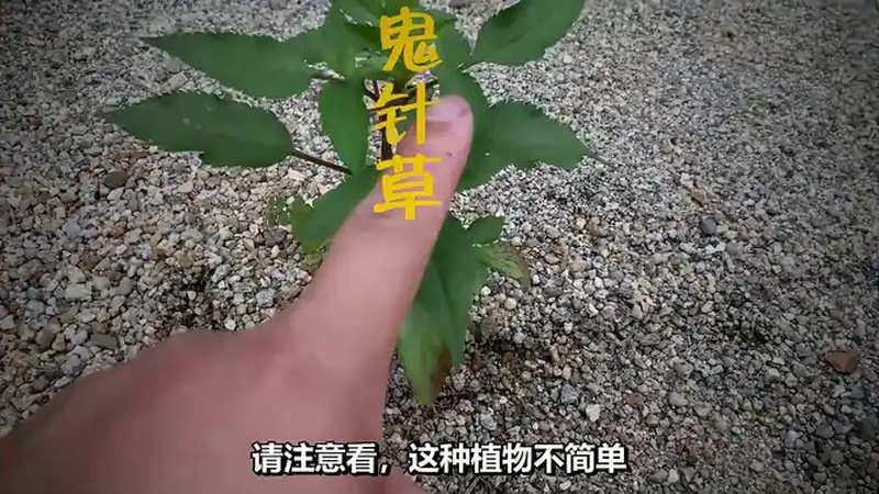 鬼针草,知道它的人越来越少,它对人们帮助真不少