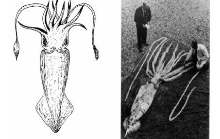 生物选择性必修1—神经冲动的产生与传导