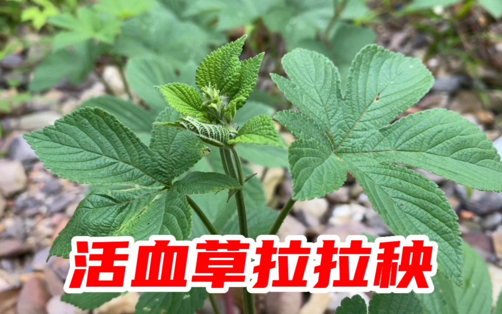 葎草又名拉拉秧被称为“血见愁”,用来煮水作用厉害,遇到摘回家