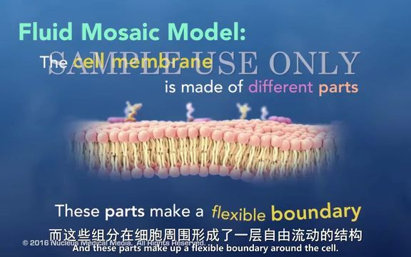 《生物自习室》第3期：细胞膜的流动镶嵌模型