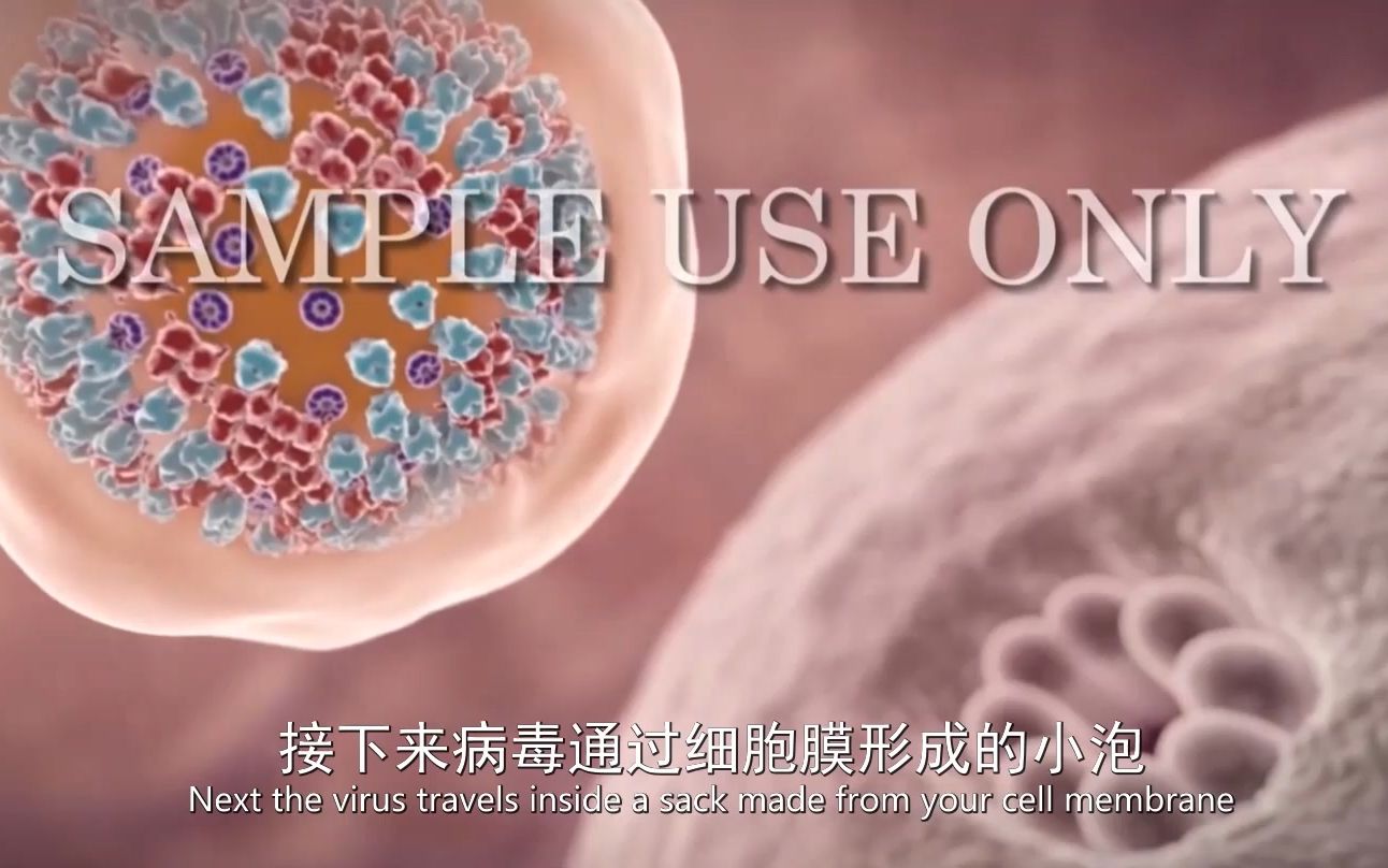 《生物自习室》:流感病毒的感染与增殖