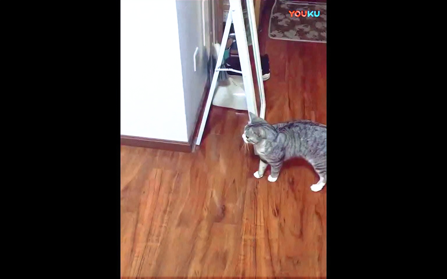 你不是跳跳虎, 你是猫_高清