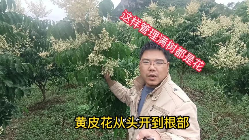 黄皮种植从树底开花到树顶,都是从这里一步一步来管理,非常高产
