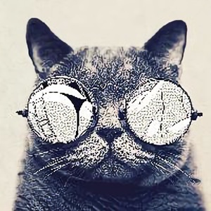 猫追鱼跑