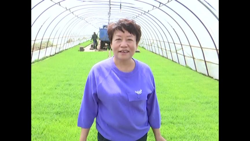 “郭老师讲堂”--水稻插秧注意事项