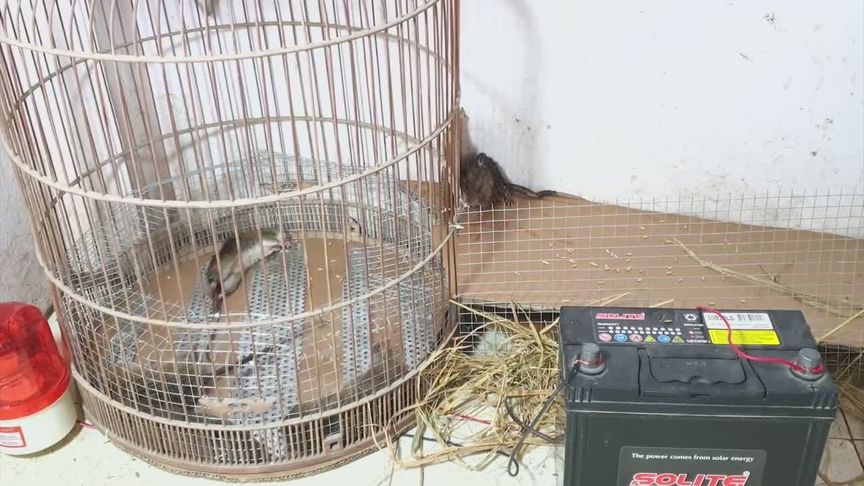 用简单的鸟笼制作出的捕鼠神器效果惊人,老鼠连续中招!
