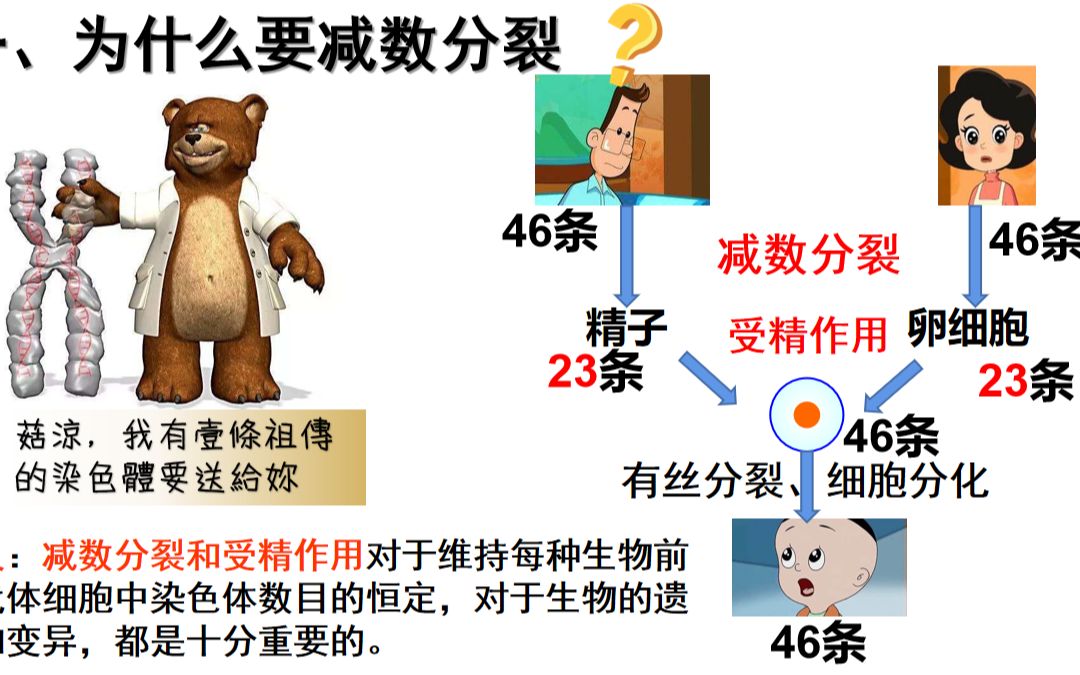 【一本正经讲生物】2.1减数分裂和受精作用(1):精子的形成
