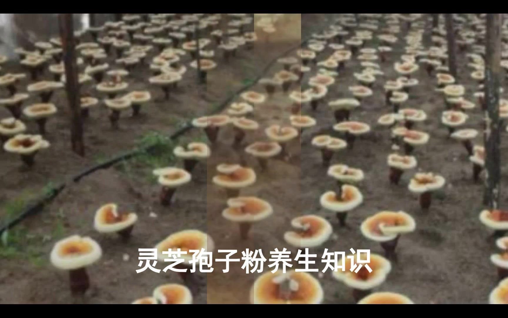 灵芝孢子粉的功效与作用,灵芝孢子的功效与主治, 灵芝孢子粉哪个牌子好