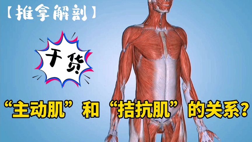 【干货】“主动肌”和“拮抗肌”的关系?