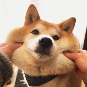 刀书文 