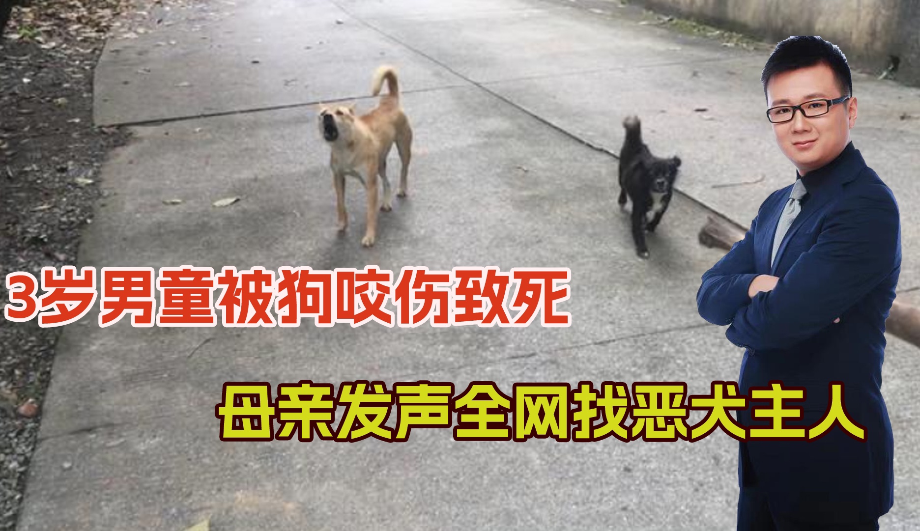 脖子周围肉被咬掉,3岁男童被狗咬死,母亲发声,全网找恶犬主人