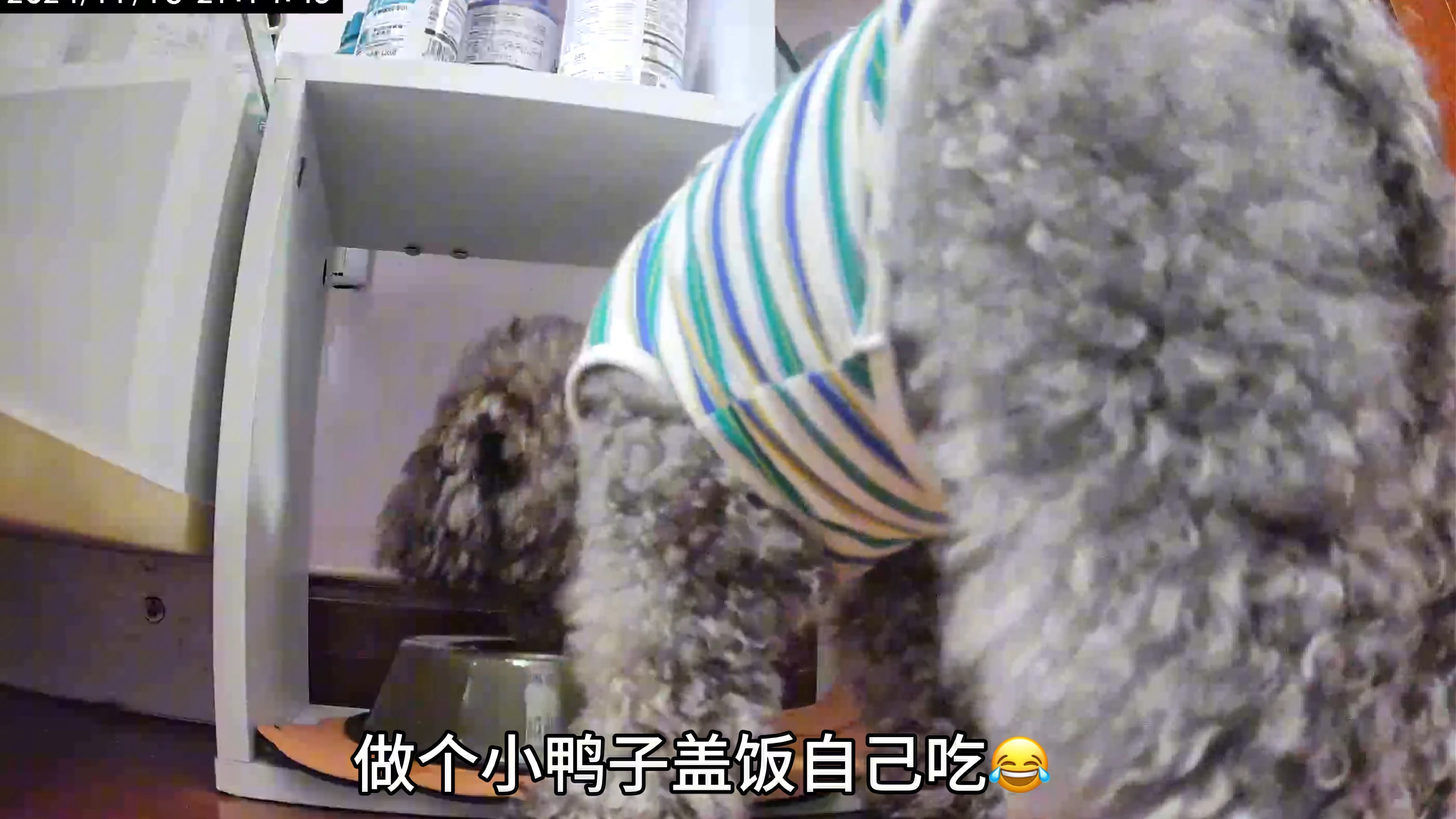 要和小鸭子一起吃饭的狗狗