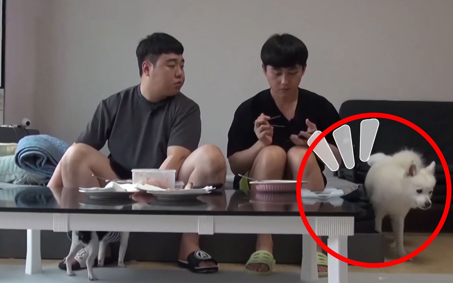 主人吃饭狗狗撒尿,被训犬师疯狂嘲笑:你这不是厕所吗?