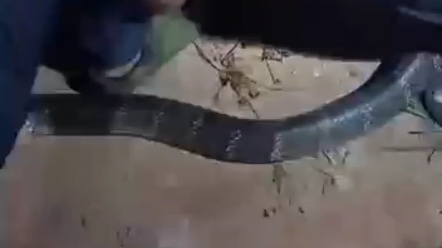 注意安全!广西一女的在路上见到蛇叫人来抓,抓蛇人把有毒蛇以为是...