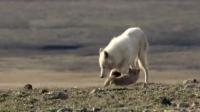 比特犬和野狼单挑, 野狼发怒轻松秒杀比特