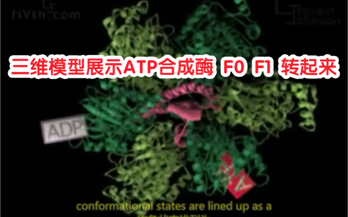 【三维模型】展示ATP合成酶的工作 F0 F1 转起来