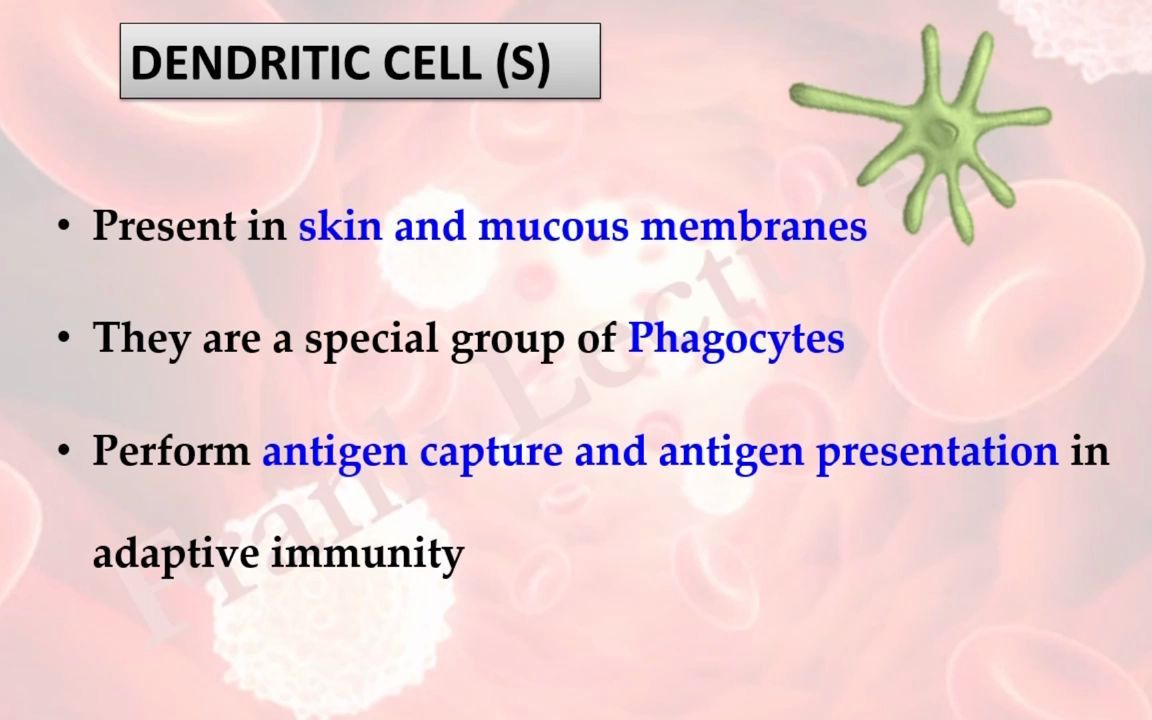免疫学---免疫系统细胞-2