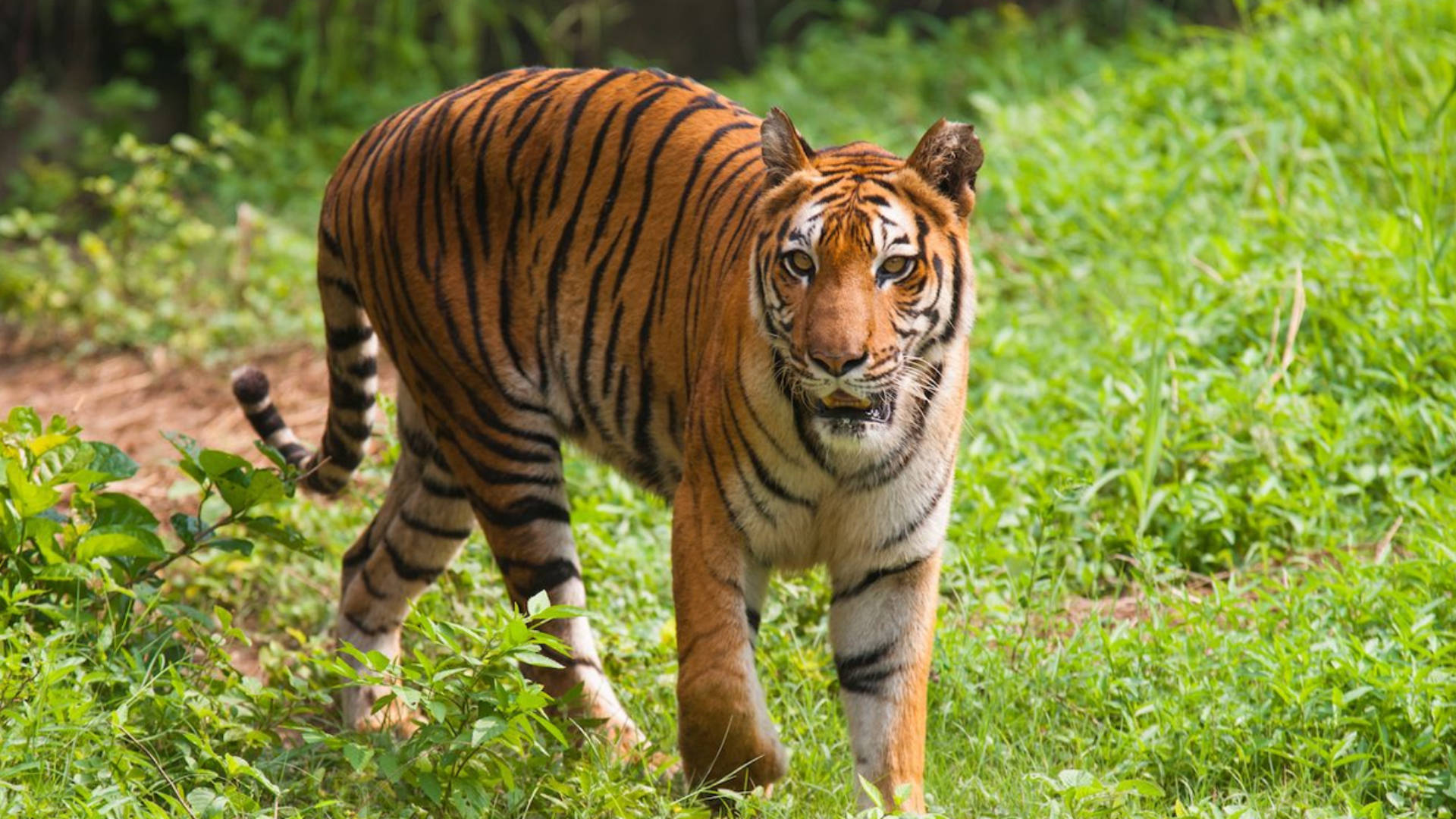 72只老虎集中死亡,泰国通报