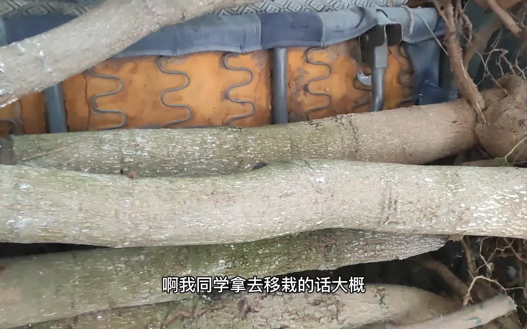 种了6年的芒果树全部砍掉改种蔬菜,到底是种蔬菜好还是种芒果好