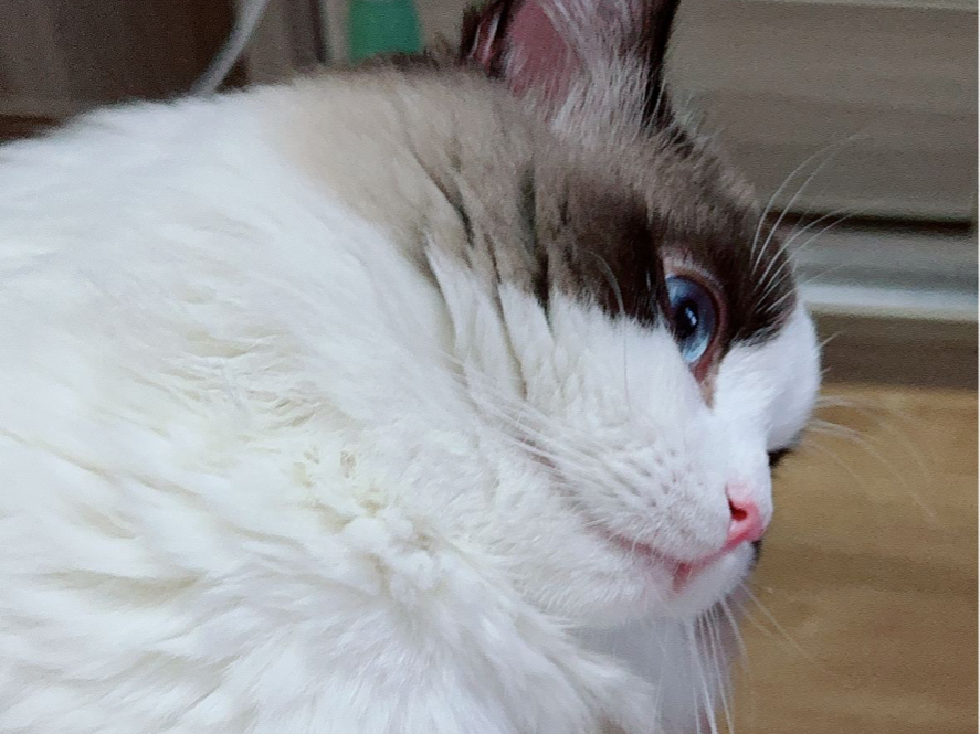 猫与猫的差别比猫和猪还大啦!