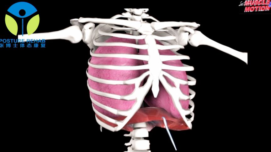 3D动画课堂|呼吸过程是怎样发生的脊柱旋转对呼吸功能有什么影响