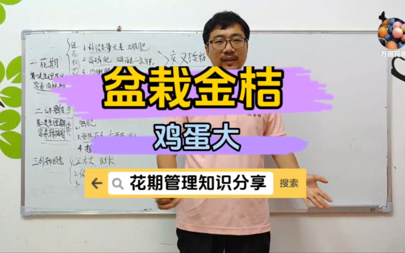 盆栽脆皮金桔和脆蜜金桔花期管理好了,不仅结的多,还能有鸡蛋大
