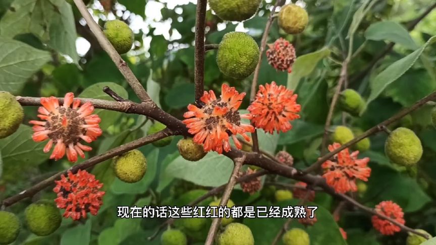 前面做了一期介绍构树的视频,现在构树果实成熟,替大家尝尝味道