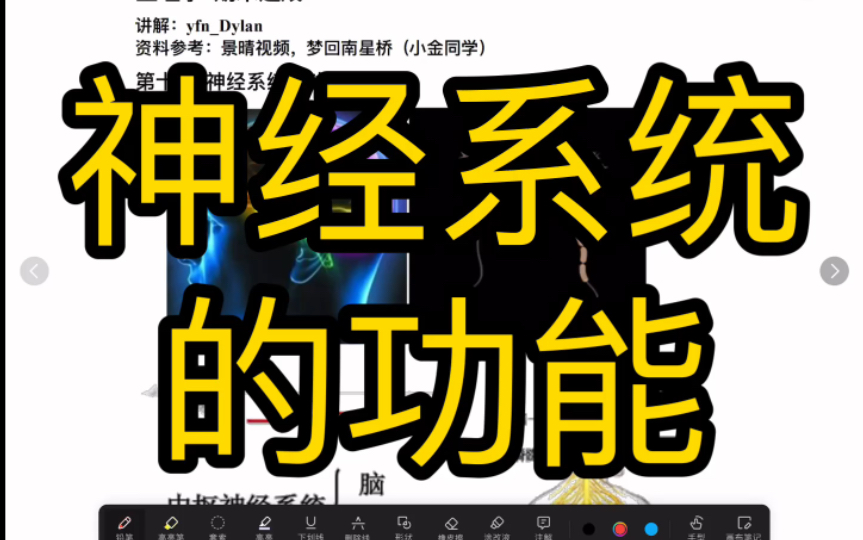 神经系统的功能(反射,投射系统,运动调节,内脏调节)【生理学期末速成9】