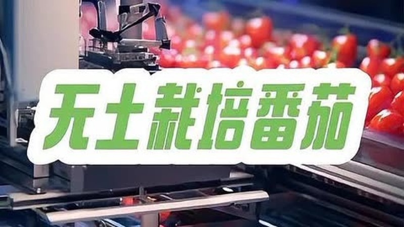 在现代农业科技的推动下,智能温室大棚番茄种植已经成为一种新兴的...