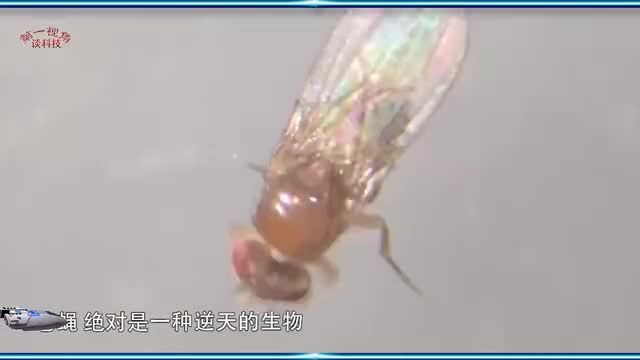 3个超实用的灭蝇设备,最强一天能消灭4000只