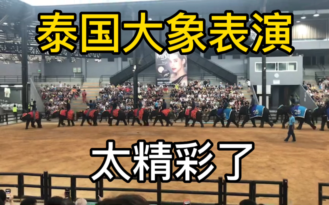 泰国旅行观看马戏团演出大象表演踢足球比赛杂技节目,太精彩了!