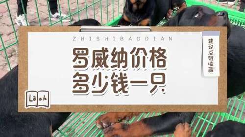 罗威纳犬价格大揭秘!万元预算能买到纯种犬吗?