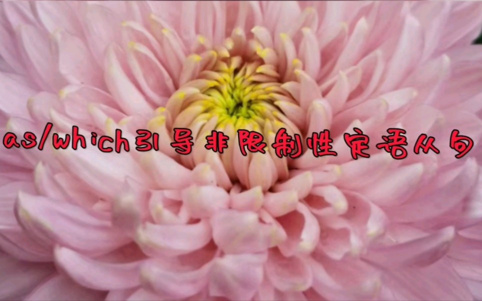 as/which引导非限制性定语从句