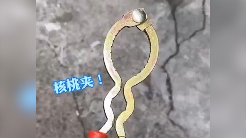 居民楼里突然砸下个核桃夹 孩子险被砸中 女子怒吼:有本事下来啊!