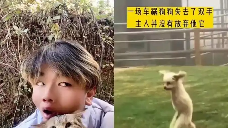 小狗原来很可怜呀