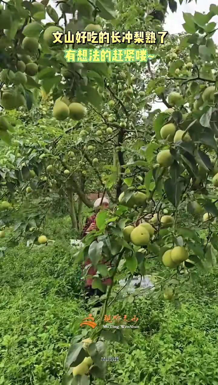 文山好吃的长冲梨熟了,有想法的赶紧喽~(来源:珠街长冲梨)#梨子成熟#...