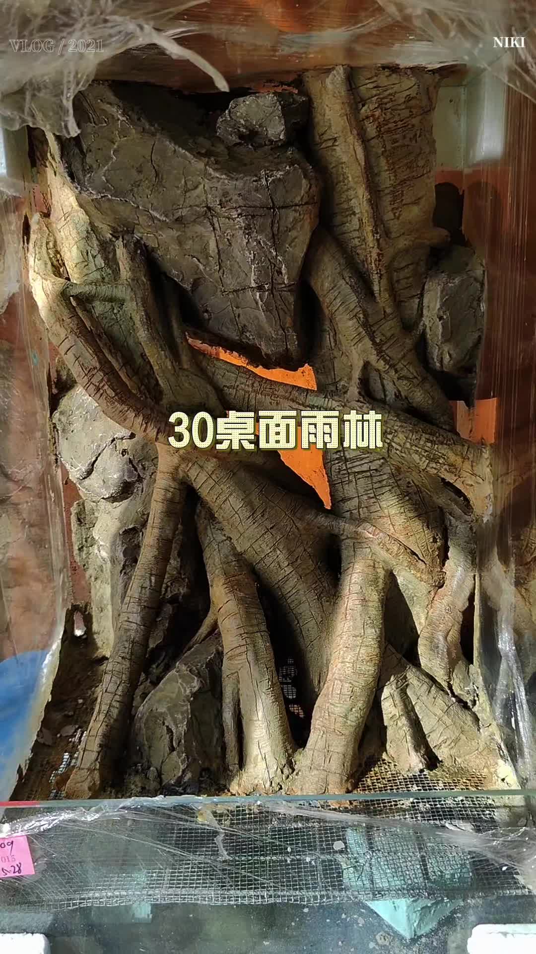 小雨林 30桌面小型雨林缸造景#生态缸#原生造景#仿石仿木#雨林缸