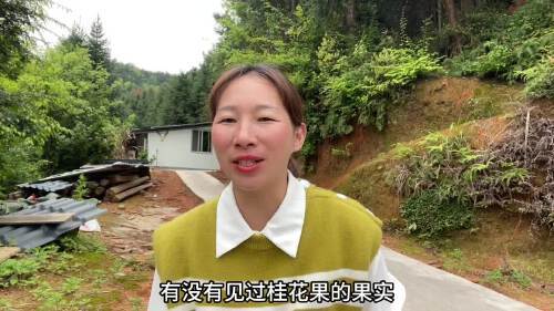 "天降灵实"桂花果,没想到它用处这么多,我也才知道,一起看看