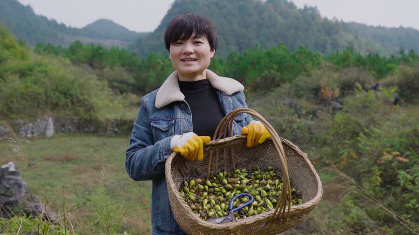 儿时放牛经常吃的刺梨子,满山遍野没人摘,用奶奶的方法泡酒喝