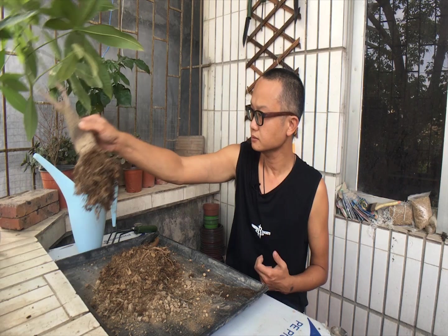 发财树配土上盆【pp4400】