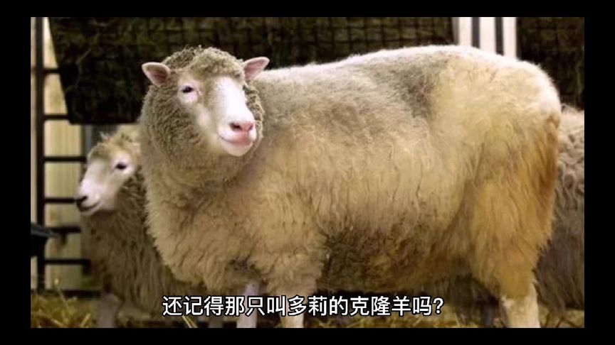 还记得那只叫多莉的克隆羊吗?